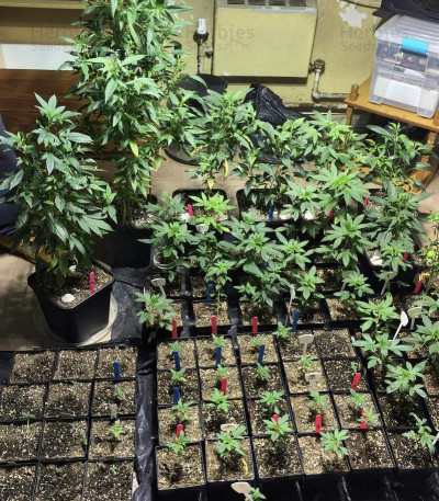 Buy Choco Bud feminized seeds by Vision Seeds - Herbies