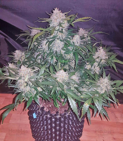 Buy King’s Kush Auto feminized seeds by Green House Seeds - Herbies