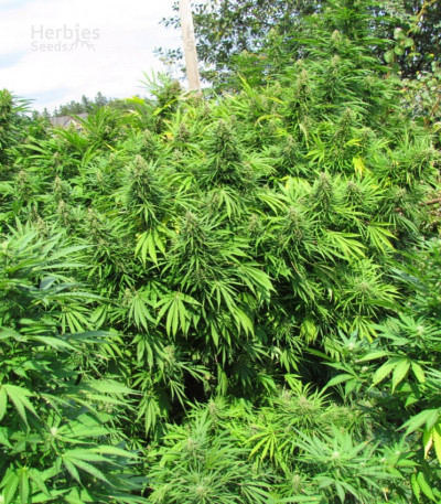 Easy Sativa feminized seeds for sale: information and reviews - Herbies