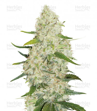 Think Big Auto fem cannabis seeds for sale - Herbies