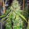 Sith OG feminized seeds for sale