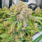 Totally Alpha OG feminized seeds for sale