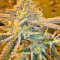 Pure Kush feminized seeds for sale: information and reviews - Herbies