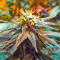 Mango Skunk feminized seeds for sale - Herbies Seeds