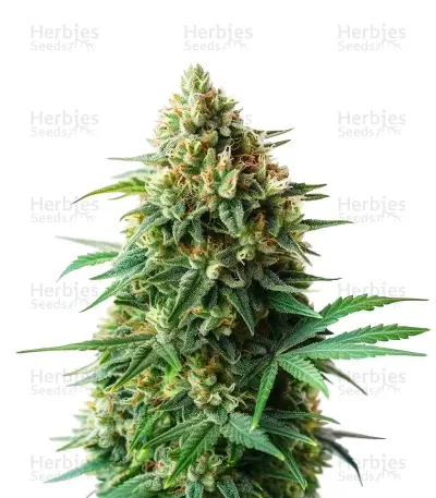 Extraction OG 18 Kush Seeds - Cannabis Strain Seeds for Sale - Herbies ...