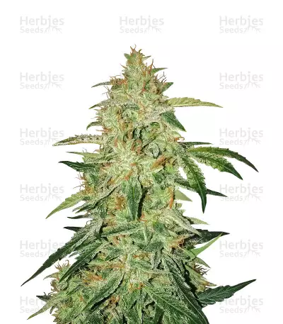 SODK Auto fem: seeds for sale, strain information and customer reviews ...