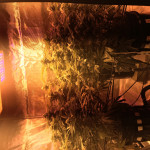 Buy Shiskaberry seeds by Barney's Farm - Herbies