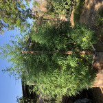 Buy Shiskaberry seeds by Barney's Farm - Herbies