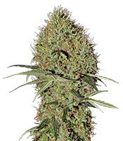 Auto Speed Bud fem cannabis seeds for sale - Herbies