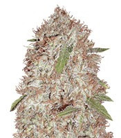 The Incredible Bulk feminized seeds by Dr. Krippling Seeds - Herbies