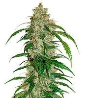 CBD Seeds | High CBD Cannabis Seeds for Sale - Herbies